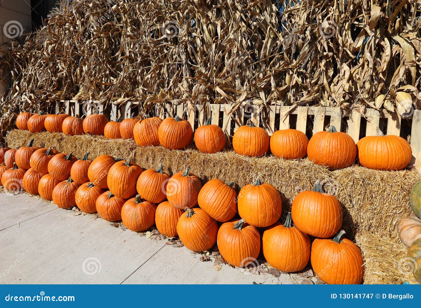 Pumpkin Patch at Michigan City during Fall Stock Image - Image of ...