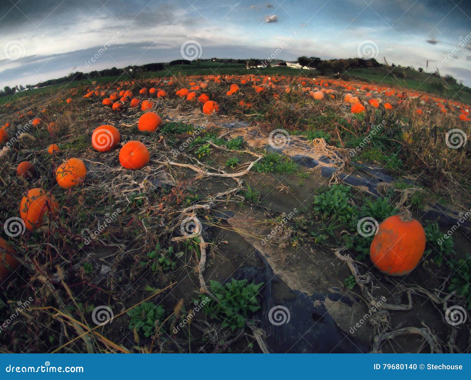 A Pumpkin Patch in Ohio stock photo. Image of fall, cleveland - 79680140