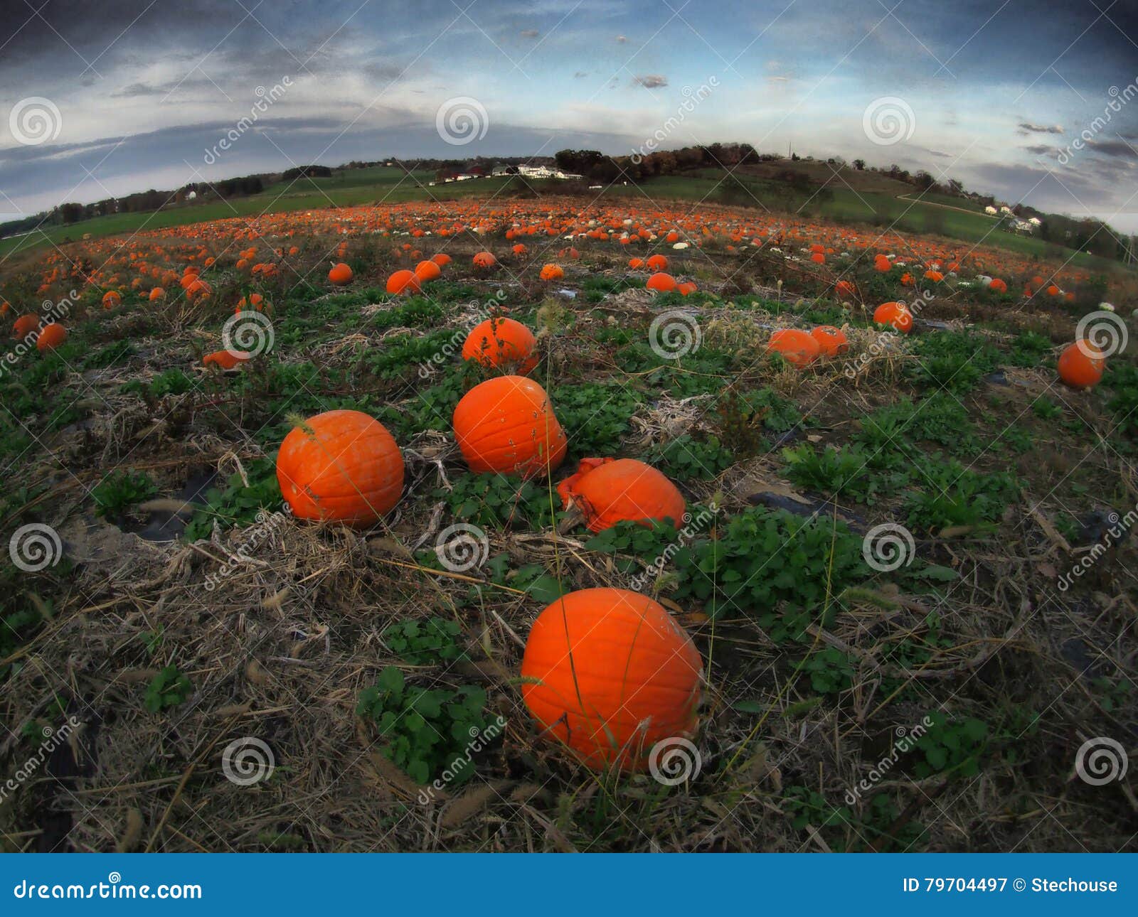 A Pumpkin Patch in Ohio stock image. Image of vision - 79704497