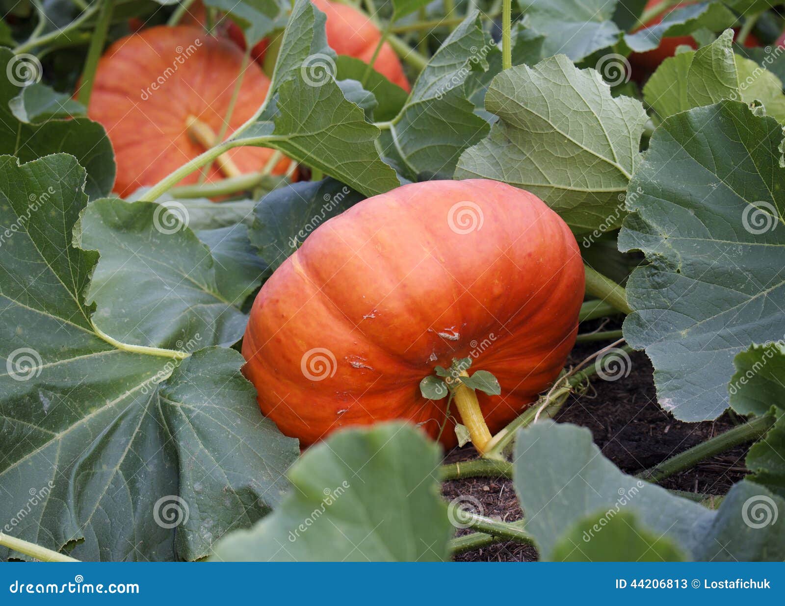 Pumpkin Patch stock image. Image of food, orange, lantern - 44206813