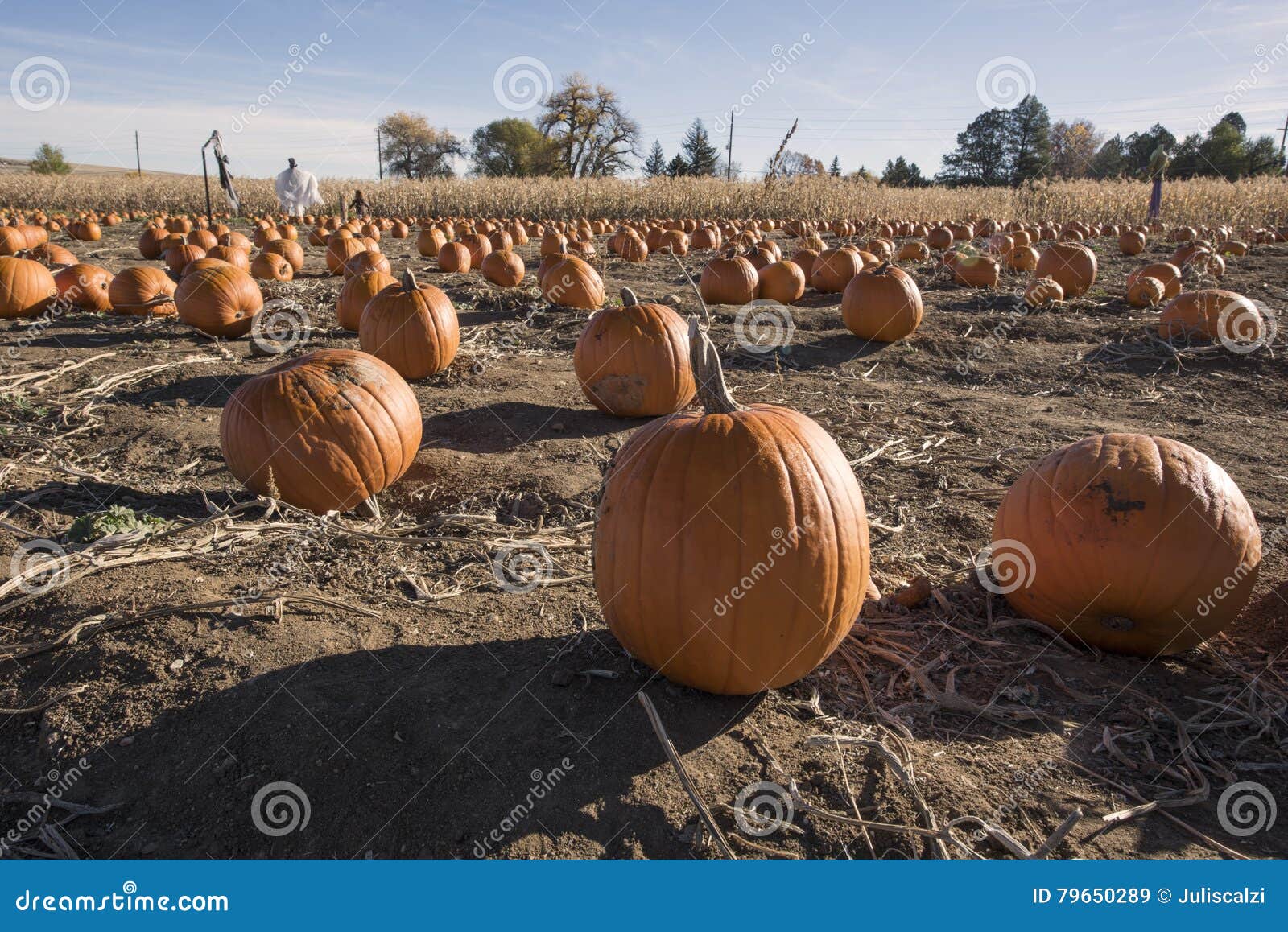 Pumpkin Patch stock image. Image of farm, country, harvest - 79650289