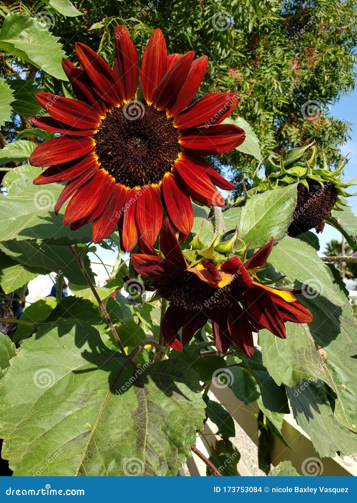 Pumpkin Patch Red Sunflower Stock Photo - Image of sunflower, pumpkin ...