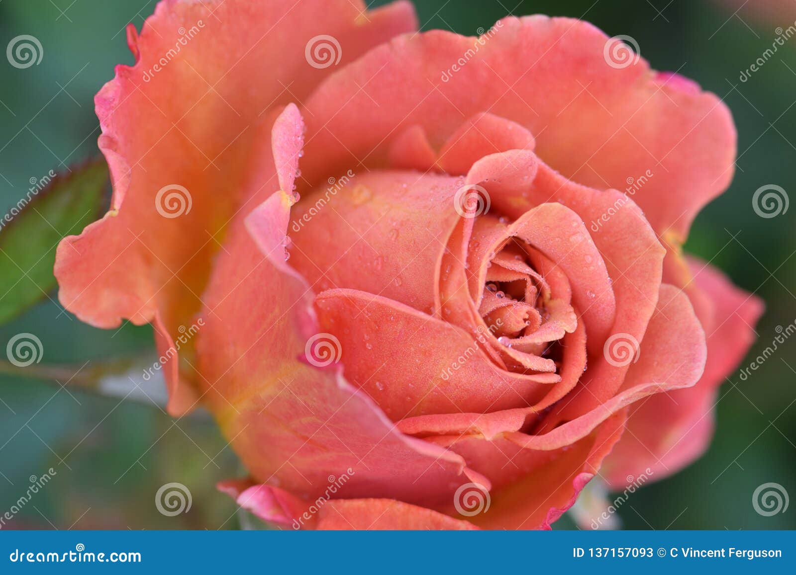 Pumpkin Patch Variety Rose Flower Macro Stock Image - Image of variety ...