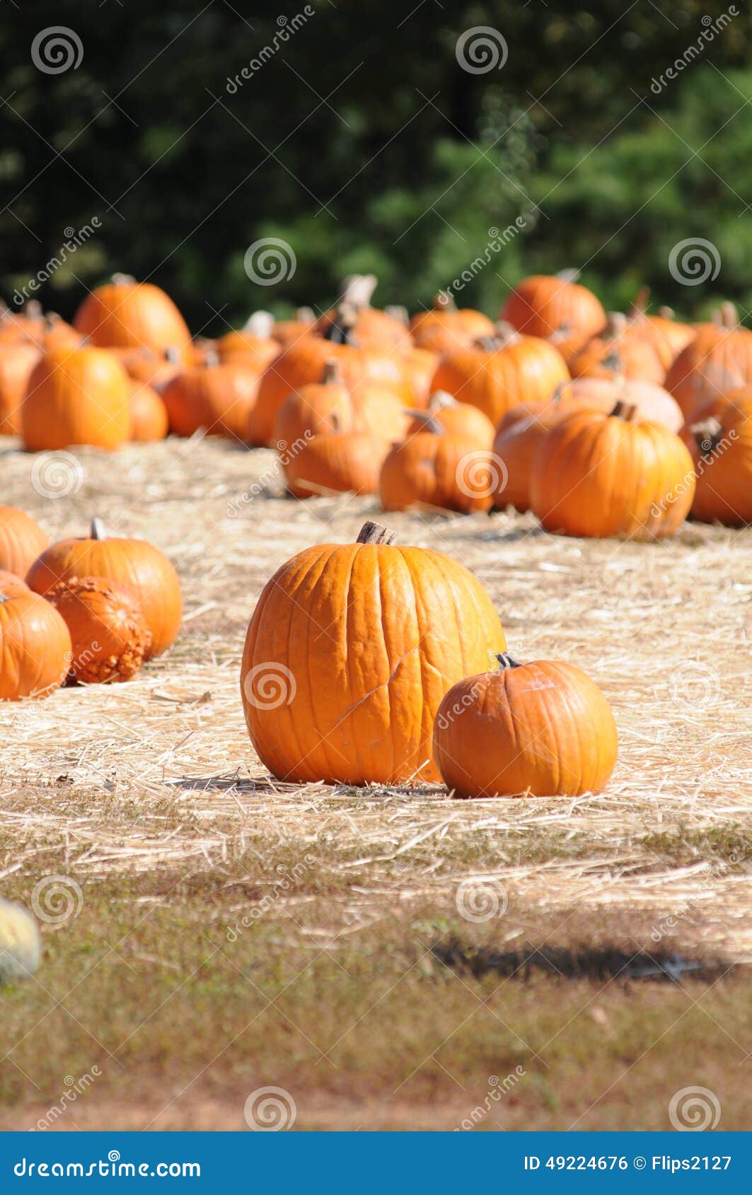 Punkin Patch Background Stock Photos - Free & Royalty-Free Stock Photos ...