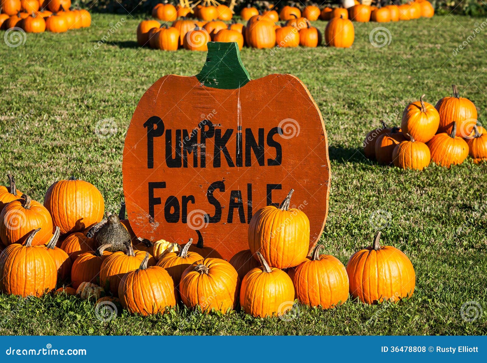 Pumpkin patch stock photo. Image of october, sign, vegetable - 36478808
