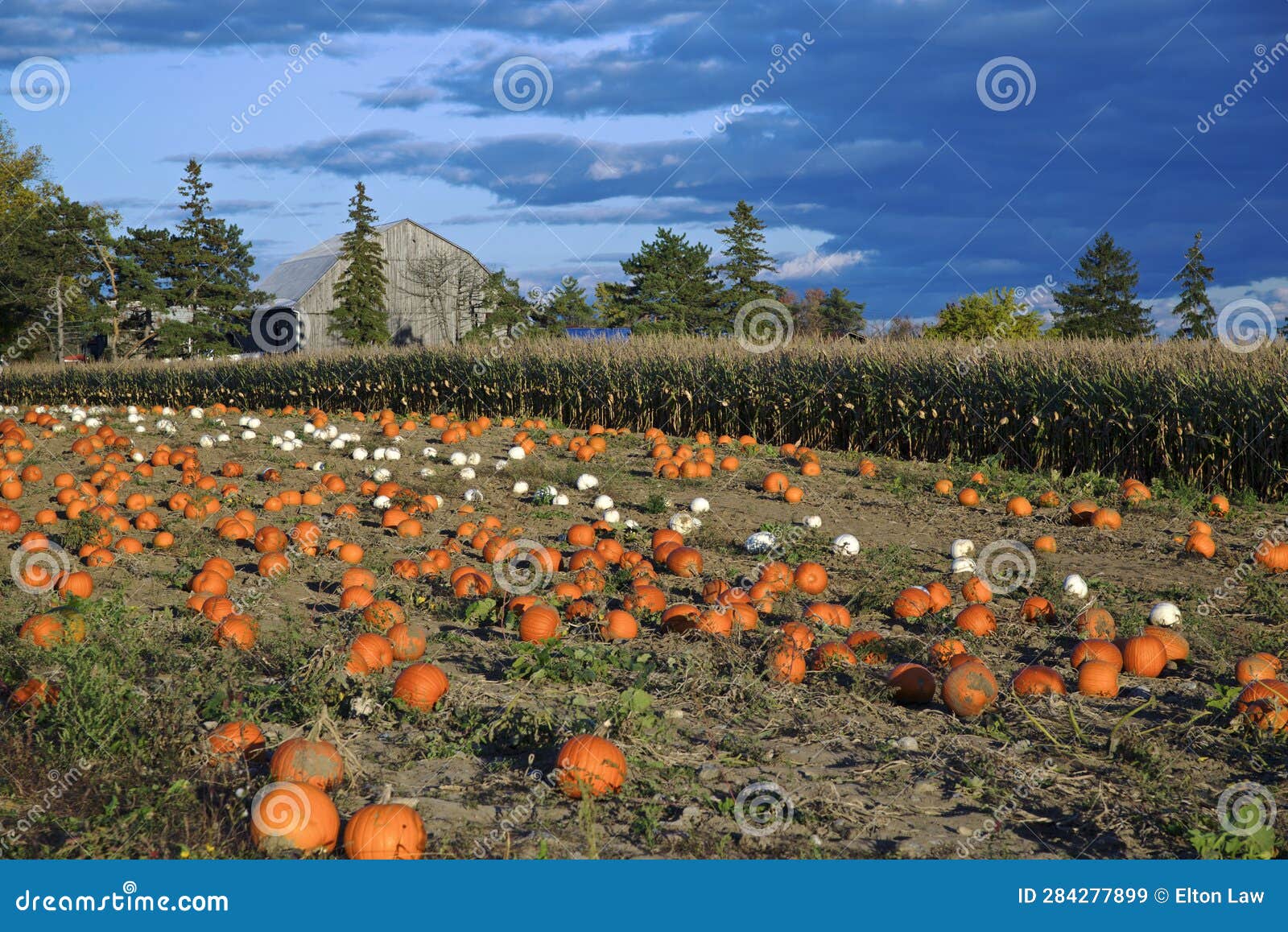 Pumpkin patch at sunset stock image. Image of temperature - 284277899