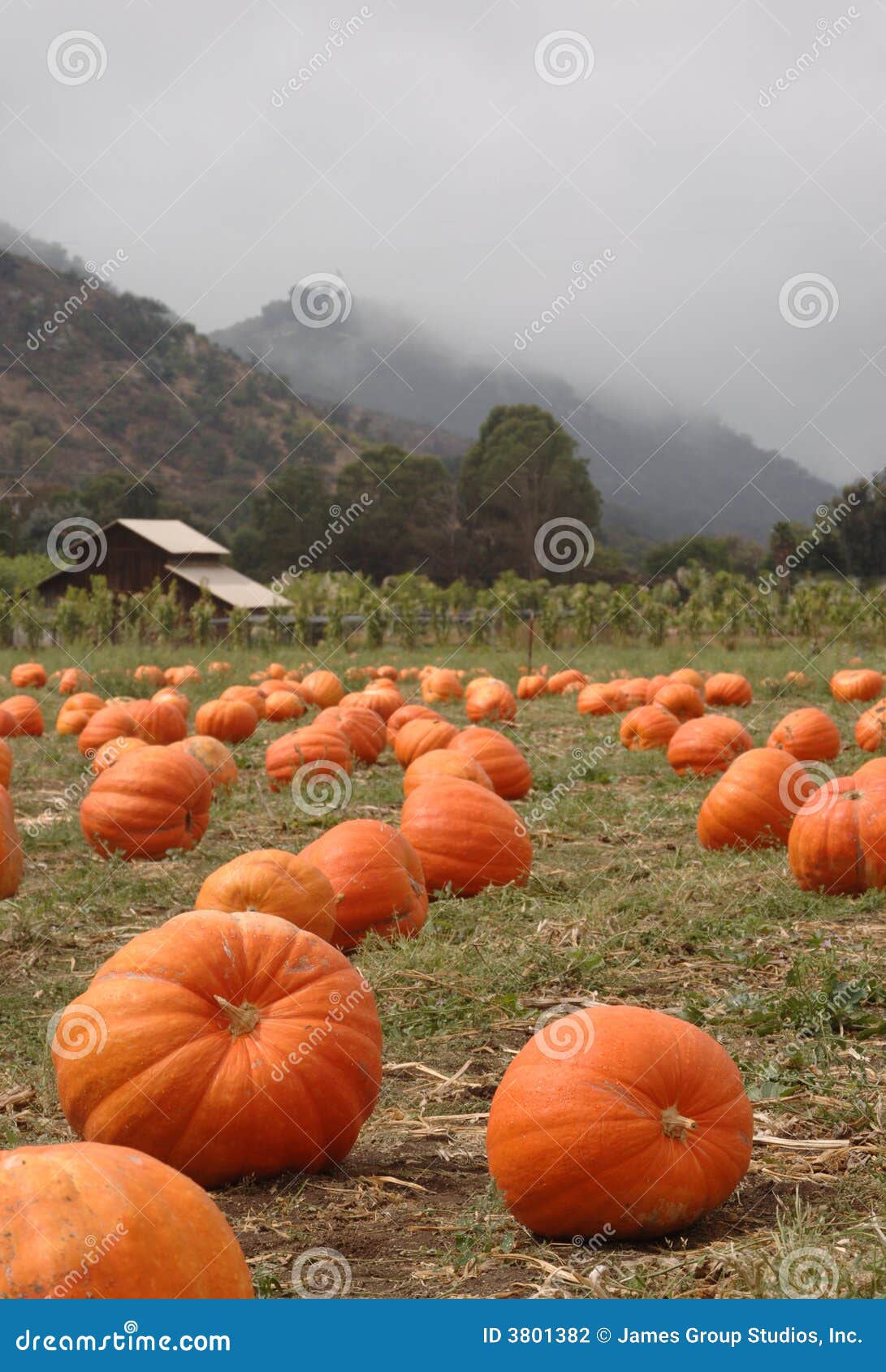 Pumpkin Patch vertical stock photo. Image of corn, halloween - 3801382