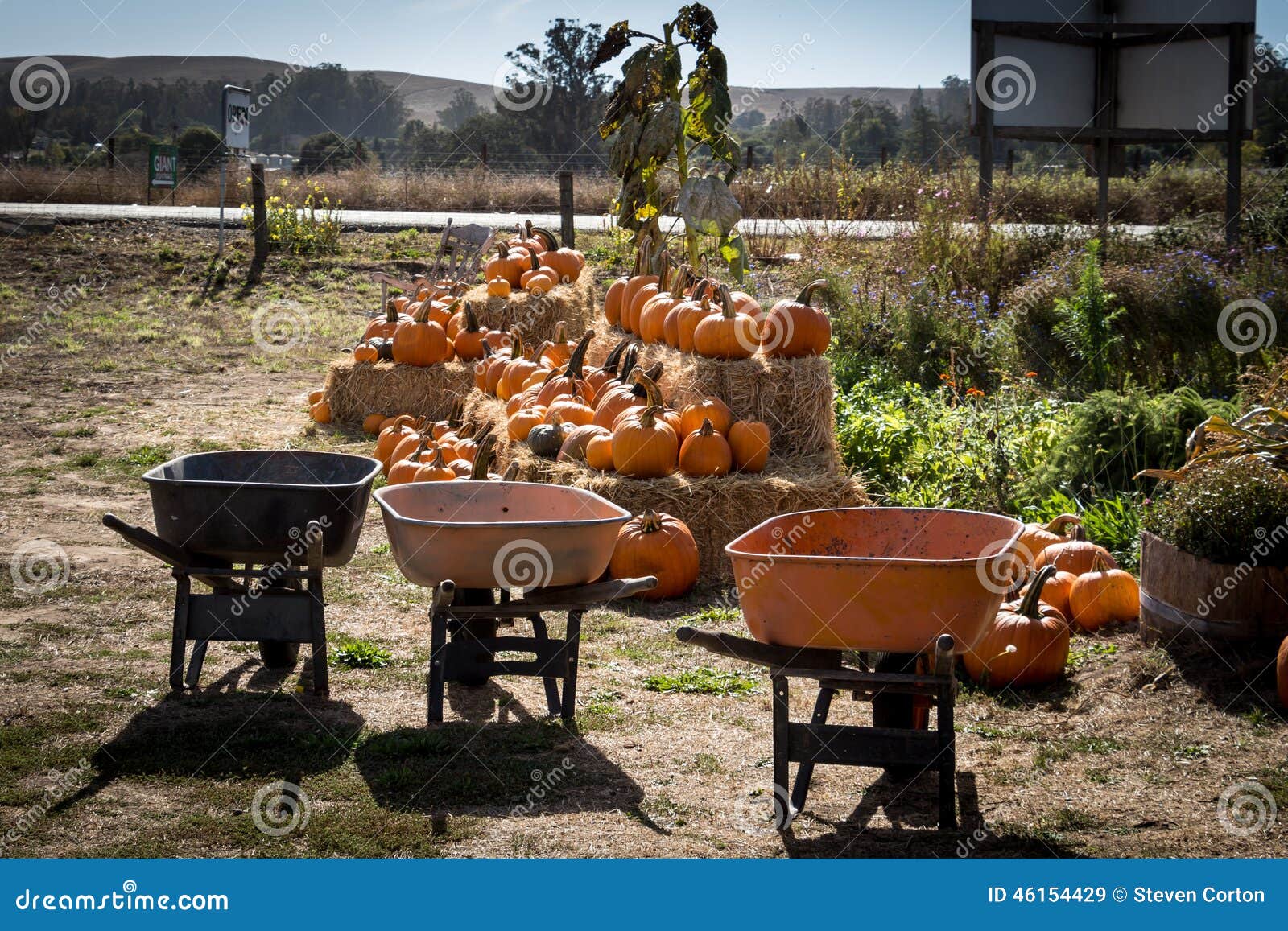 Pumpkin Patch and Wheel Barrow Display Stock Image - Image of light ...
