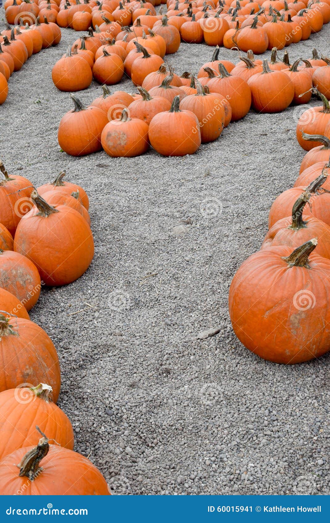 Pumpkin Path stock image. Image of stem, stalks, walk - 60015941