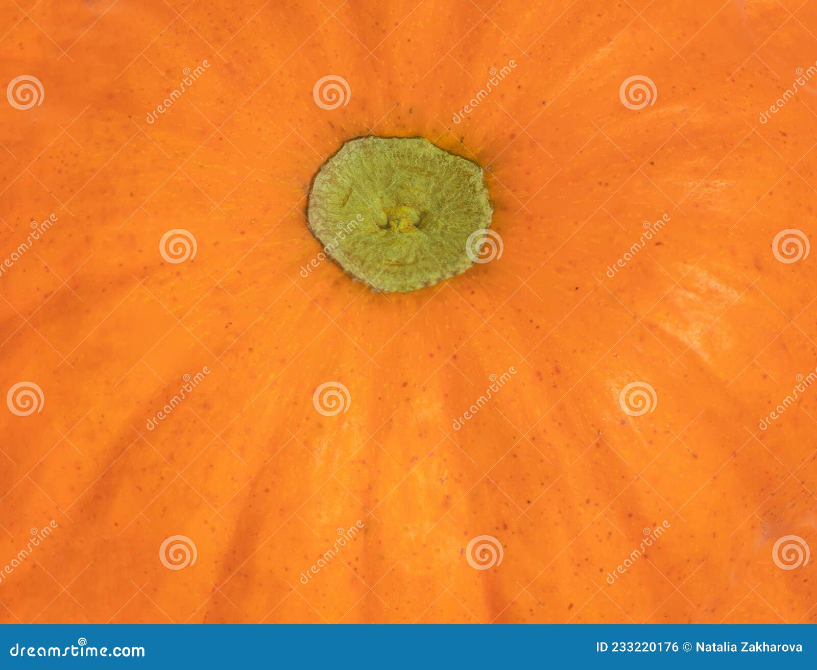 Pumpkin Pattern. Fresh Pumpkin with a Texture As a Background or ...