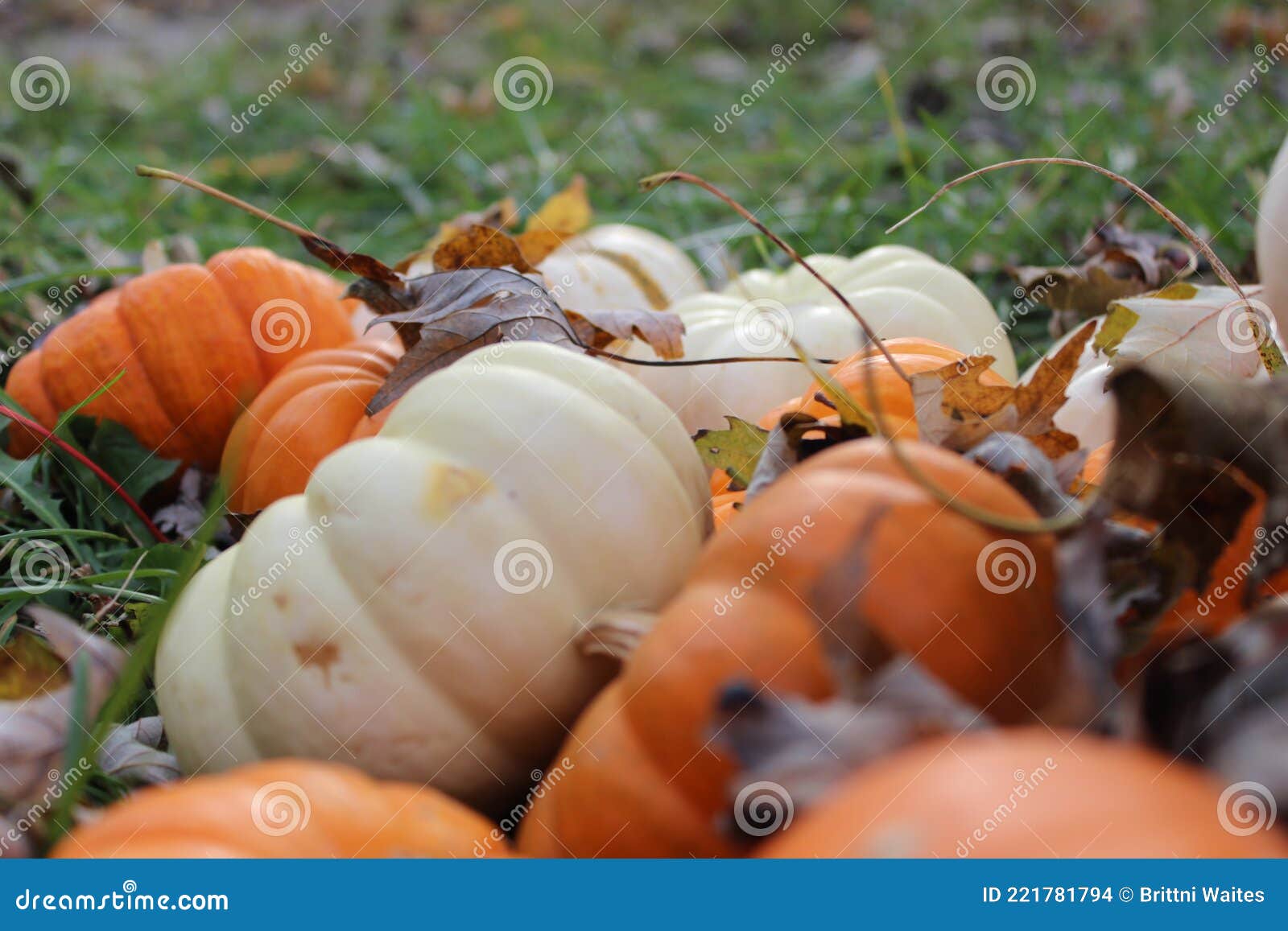 Pumpkin Photography Shoot stock photo. Image of fruit - 221781794