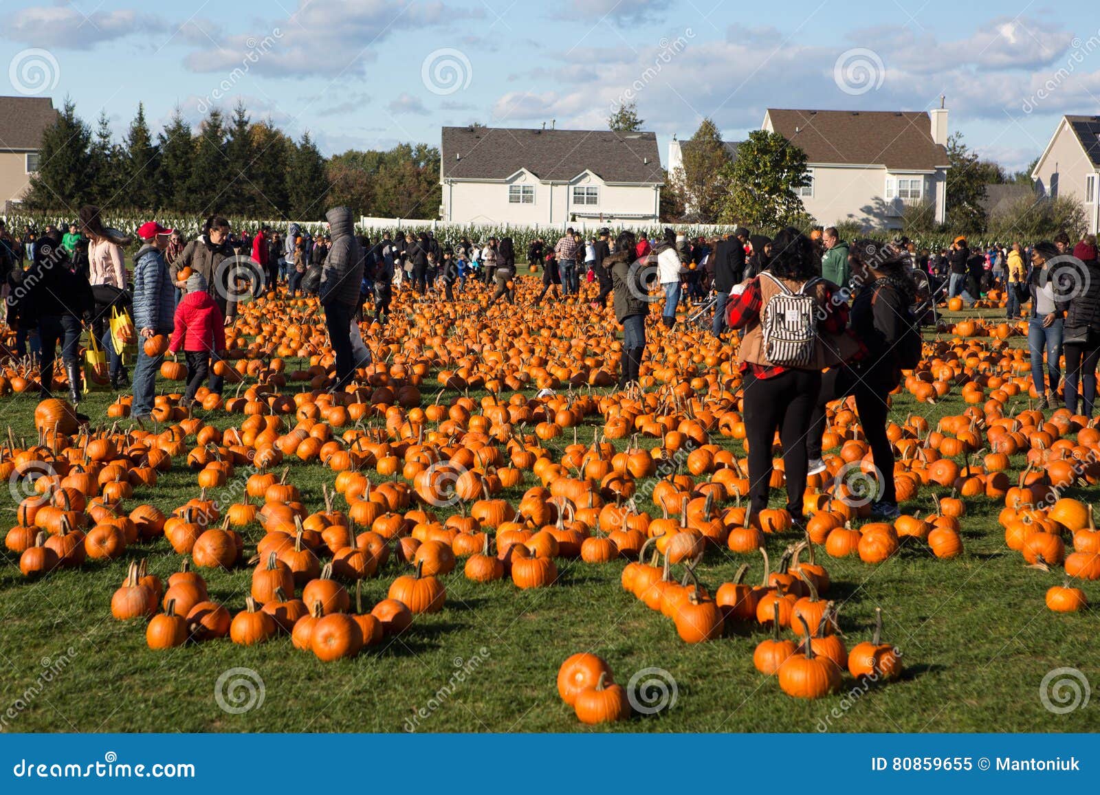Pumpkin picking editorial image. Image of fall, orange - 80859655