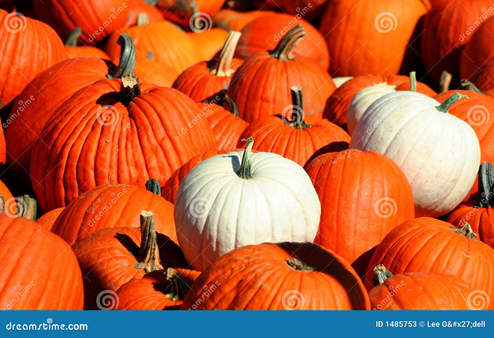 Pumpkin Pile 2 stock image. Image of fall, round, bright - 1485753