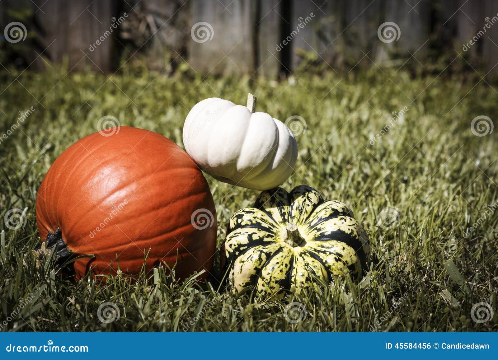 Pumpkin Pile stock photo. Image of field, multi, brown - 45584456