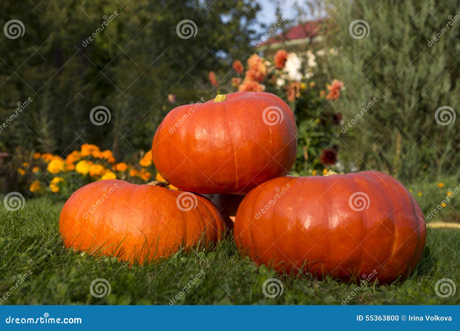 Pumpkin piramide stock photo. Image of cooking, gourd - 55363800
