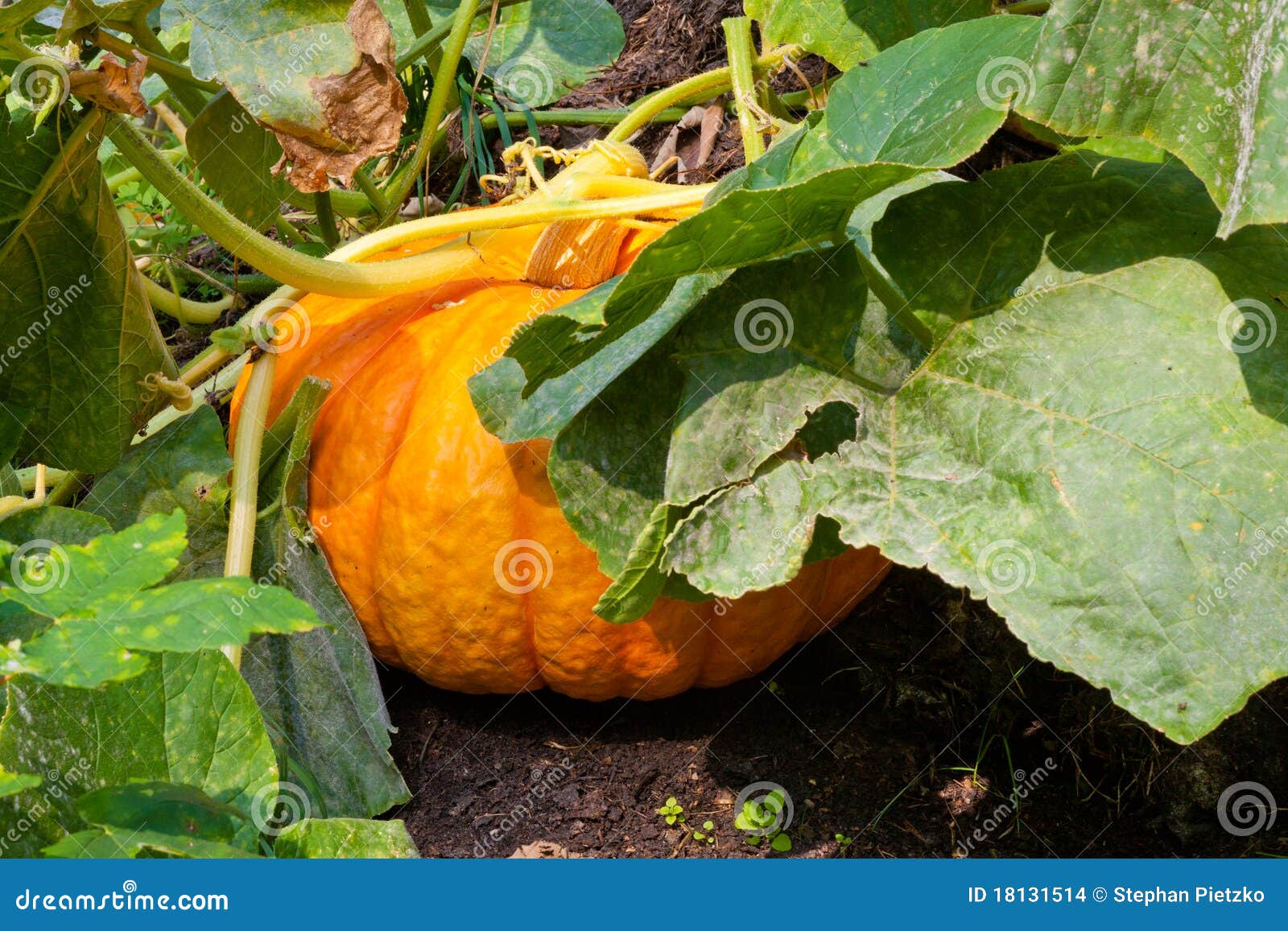 Pumpkin Plant stock photo. Image of farm, fresh, green - 18131514
