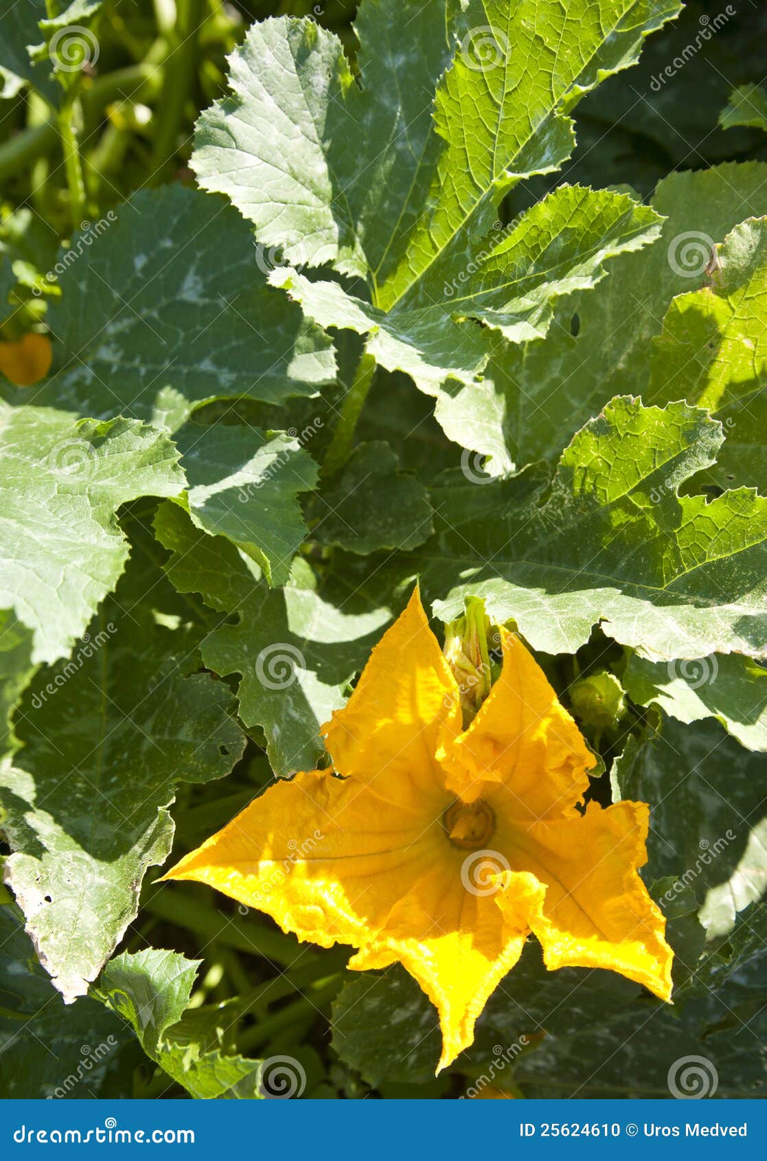 Pumpkin plant stock photo. Image of grass, food, farm - 25624610