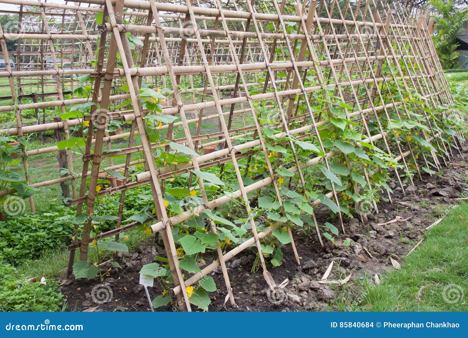 The Pumpkin Plant Climber on Wood Grill Stock Photo - Image of planting ...