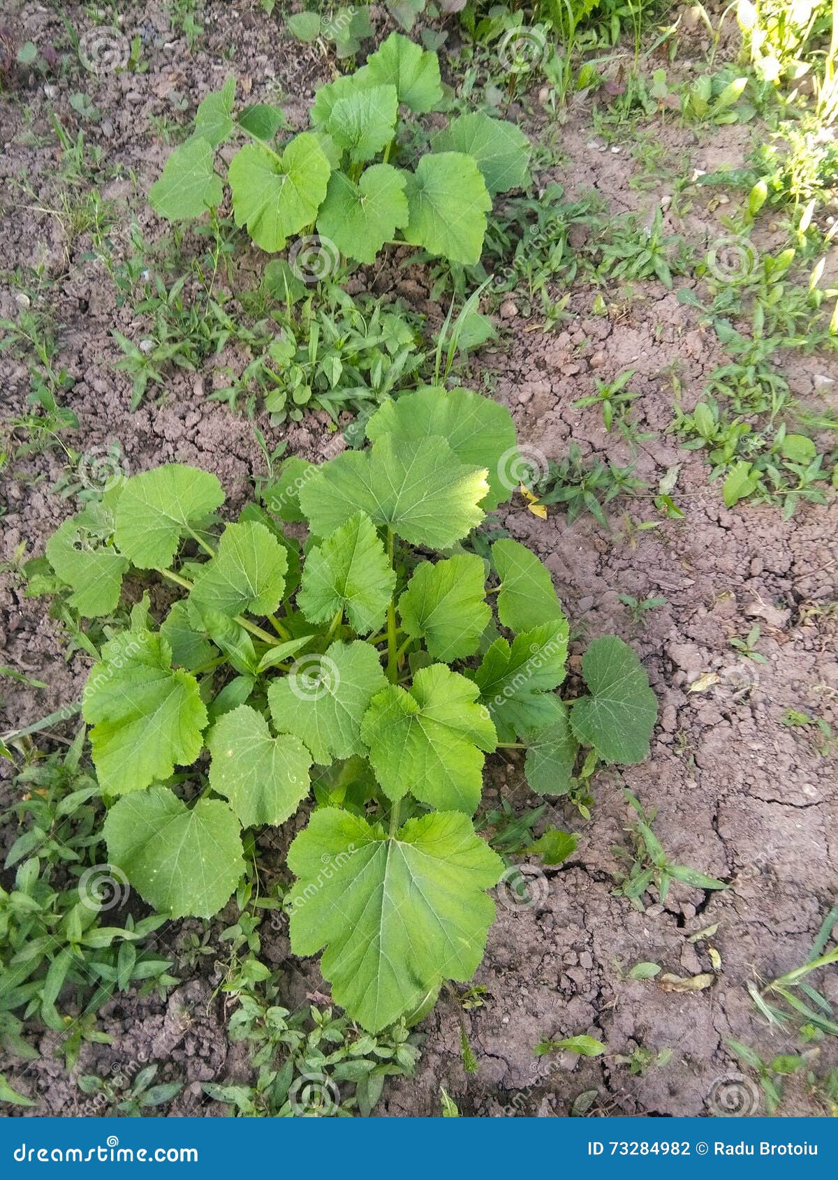 Pumpkin plant stock photo. Image of leaf, plant, nature - 73284982