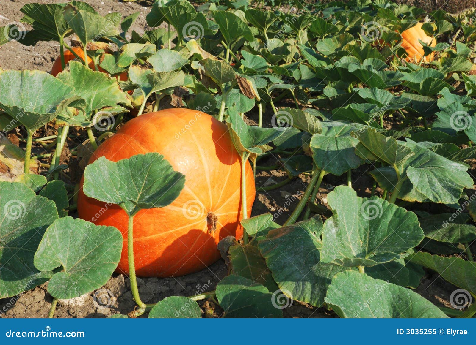 Images Of Pumpkin Plants