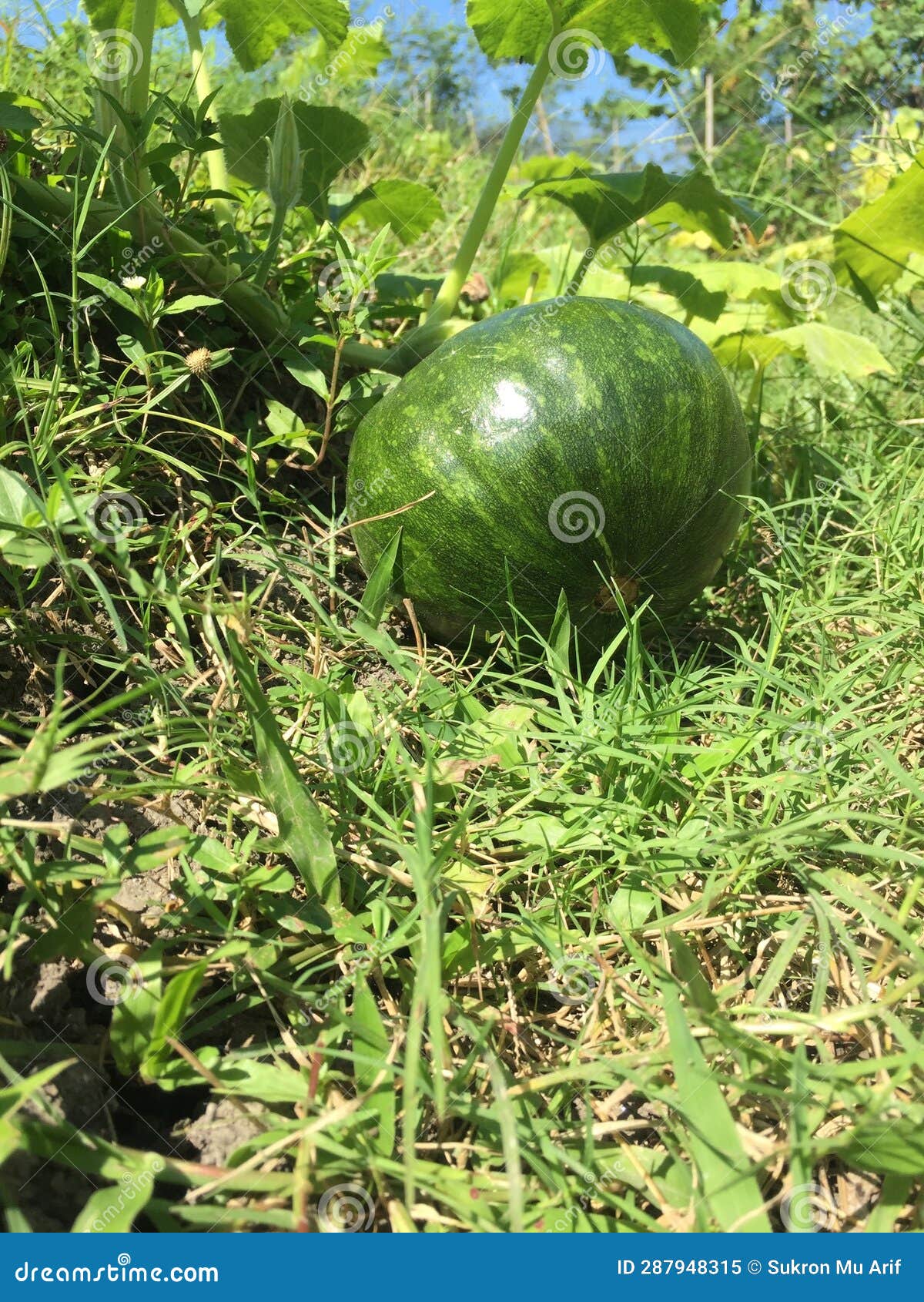 PUMPKIN PLANTS GROW WILD stock image. Image of pumpkin - 287948315