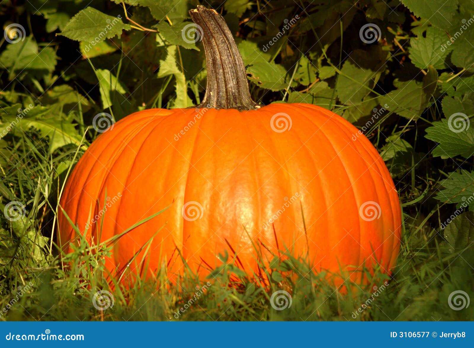 Pumpkin Portrait stock image. Image of pumpkin, autumn - 3106577