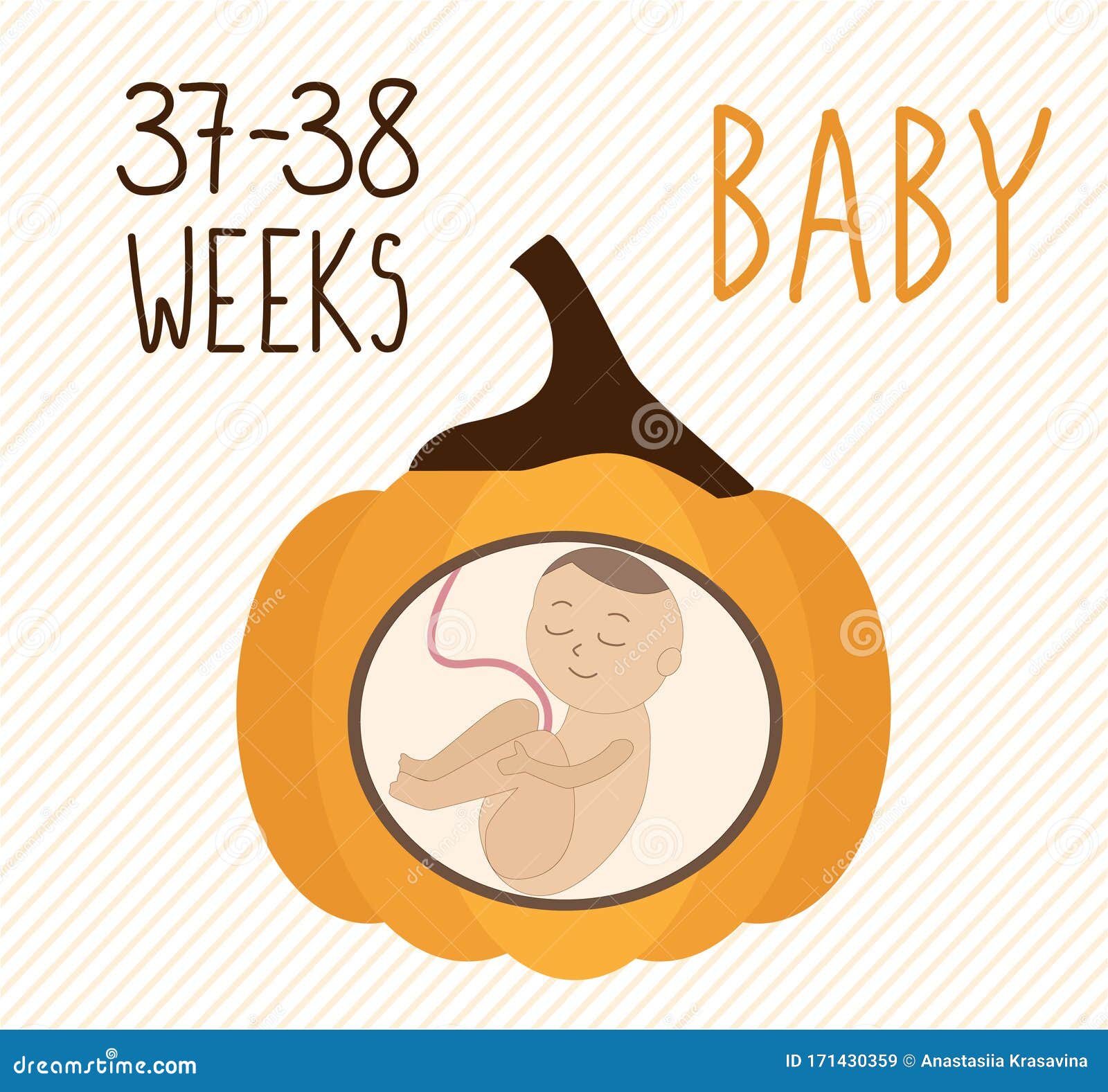 Pumpkin. Pregnancy Development, Size of Embryo for Weeks. Compare with ...
