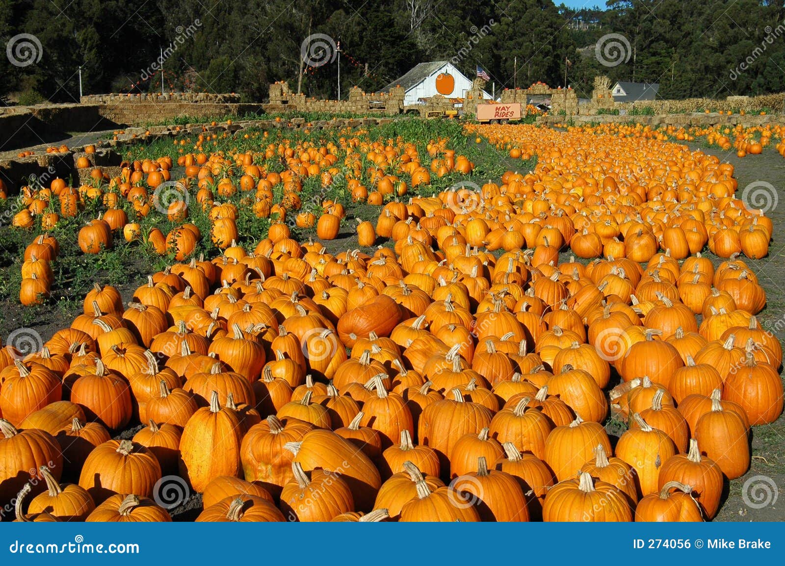 Pumpkin River stock photo. Image of house, halloween, botanical - 274056
