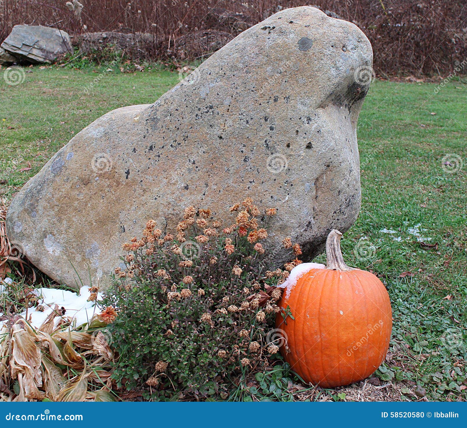 Pumpkin and Rock stock photo. Image of flowers, fall - 58520580