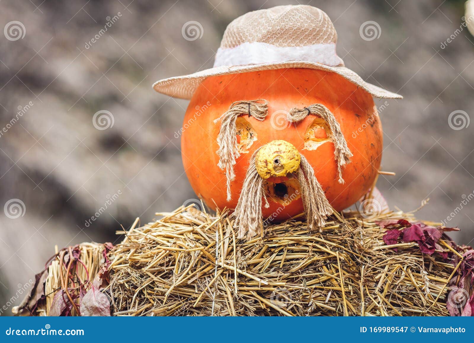 Pumpkin Scarecrow Head in Hat with Mustache Stock Image - Image of ...