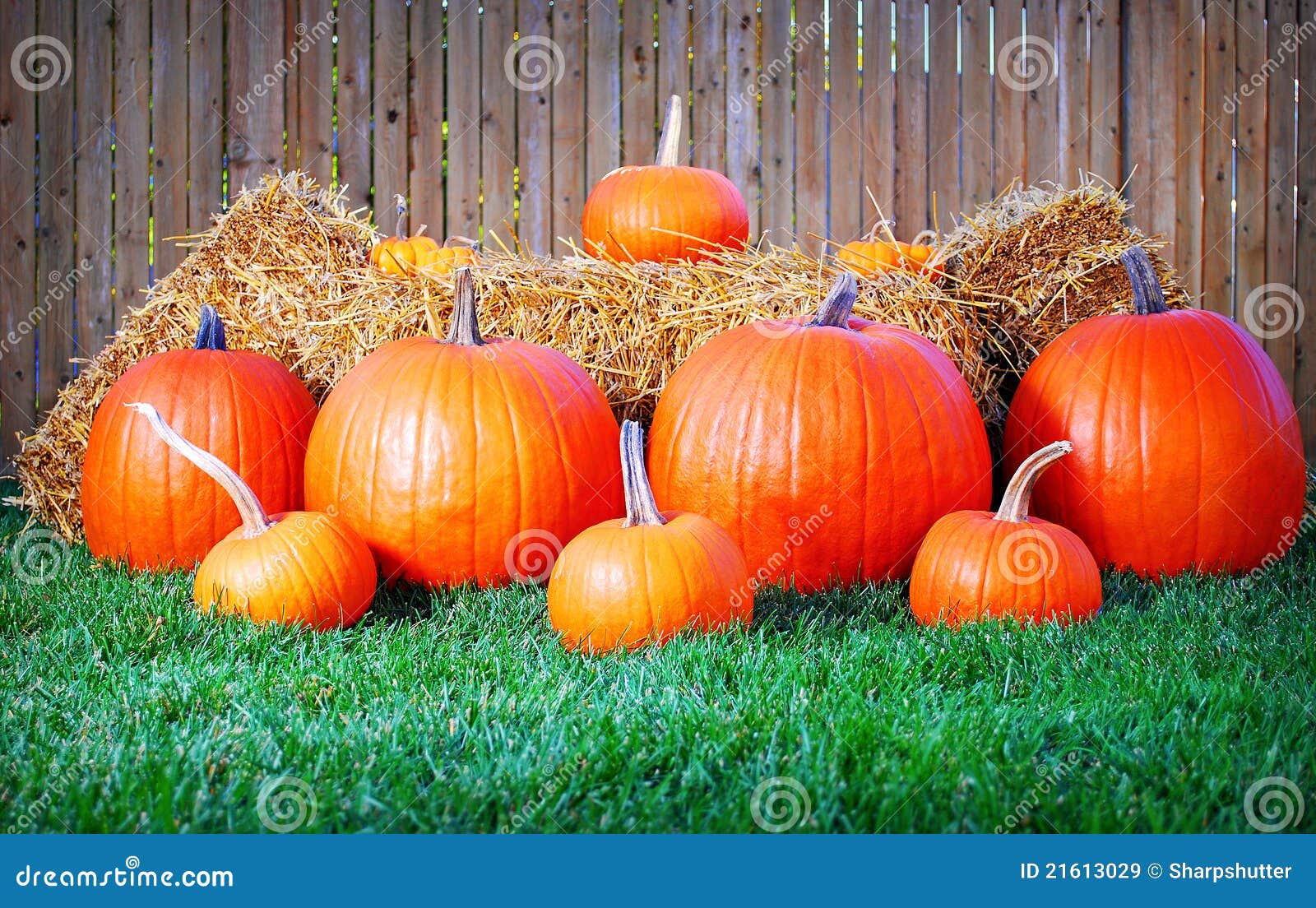 Pumpkin Scene stock image. Image of trick, decorate, october - 21613029