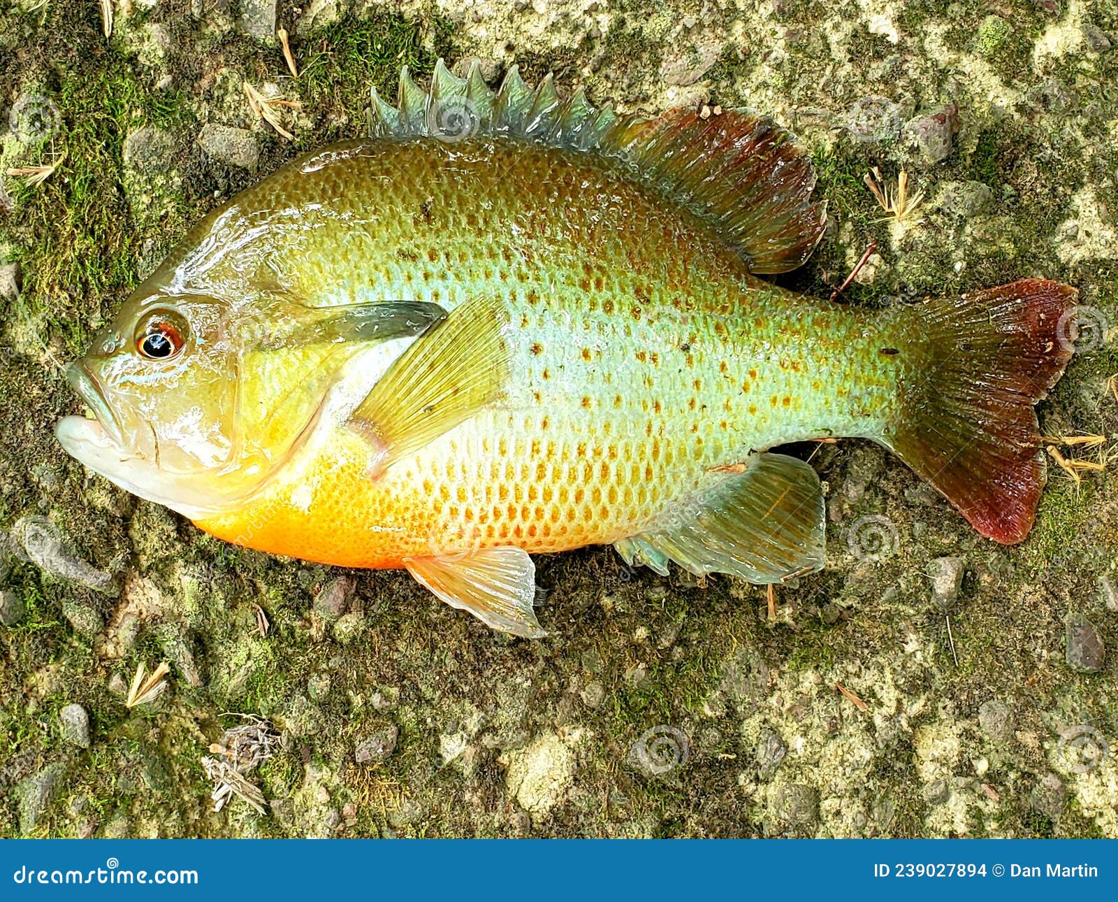 Pumpkin seed panfish stock photo. Image of animal, amphibian - 239027894