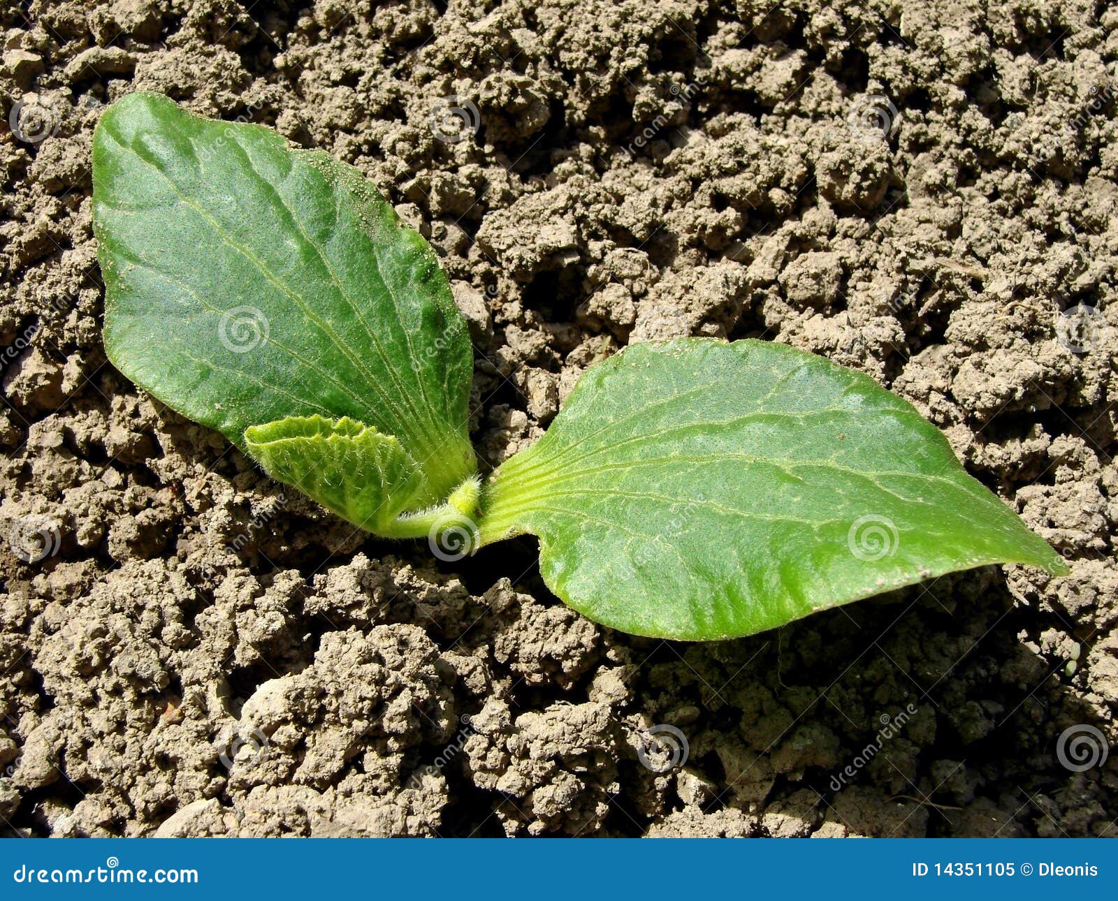 Pumpkin seedling stock image. Image of hoeing, countryside - 14351105