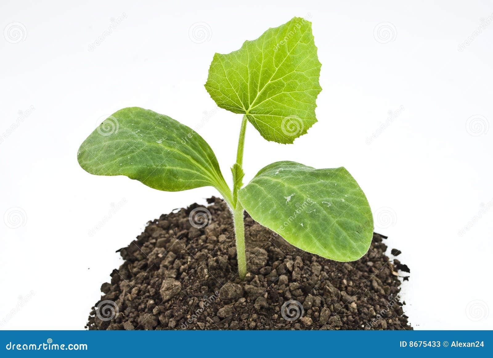 Pumpkin seedling in soil stock image. Image of sprout - 8675433