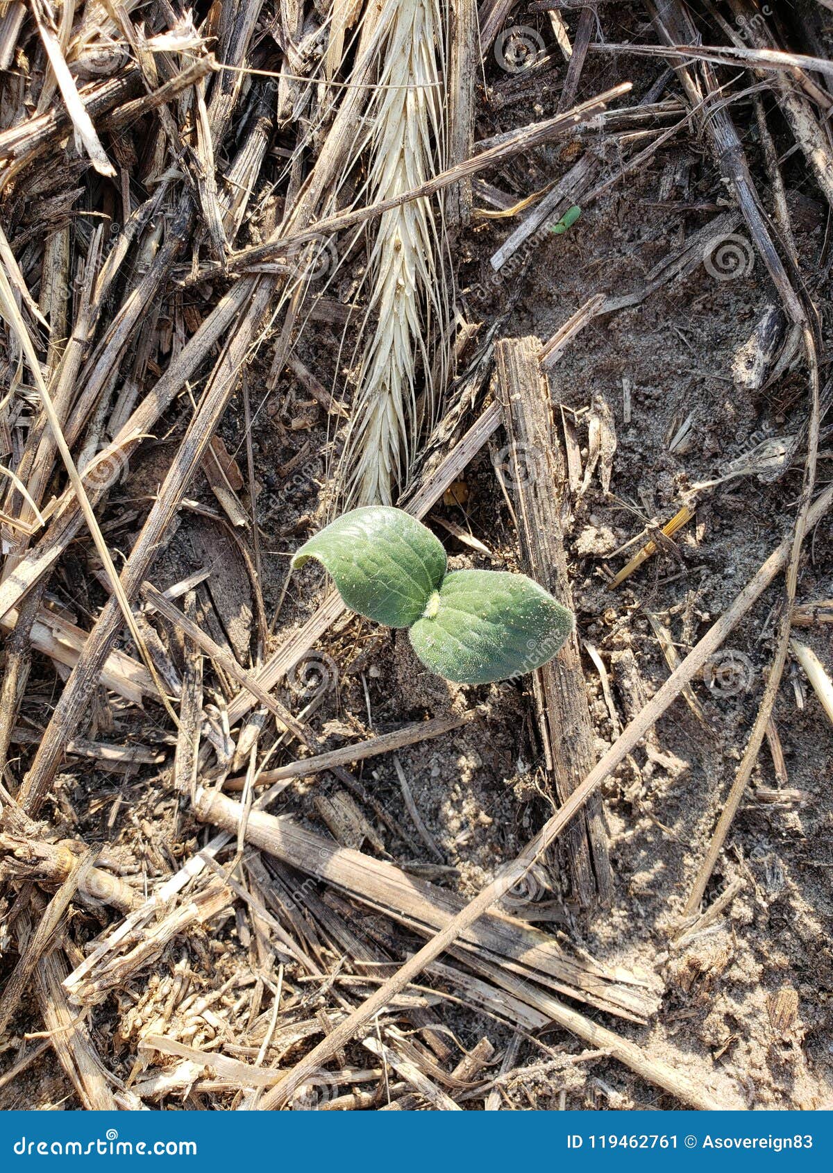 Pumpkin seedling sprouting stock image. Image of autumn - 119462761