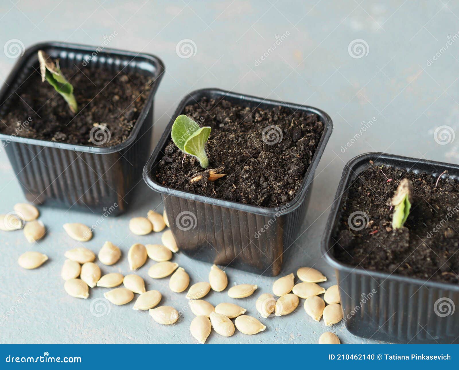 Pumpkin Seedlings in a Pan.Sprouted Seedlings are Planted on a Black ...