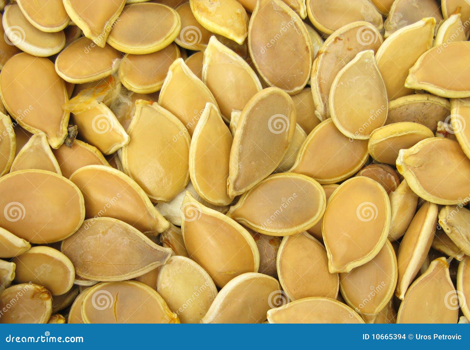 Pumpkin seeds pepitas stock photo. Image of pumpkin, snacks - 10665394