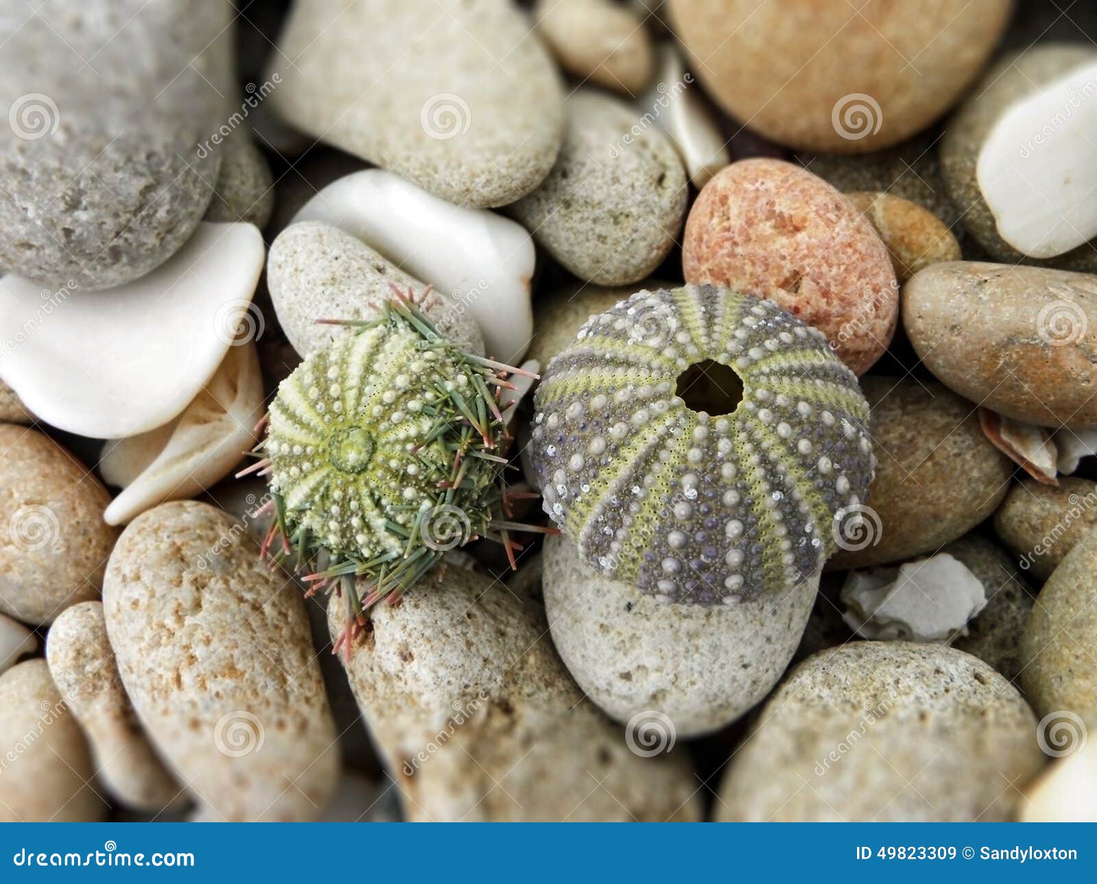 Pumpkin Shells stock image. Image of beach, african, shells - 49823309