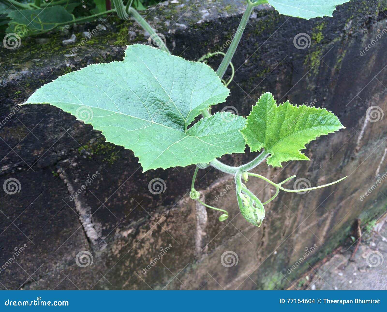 Pumpkin shoots stock photo. Image of little, summer, seedling - 77154604