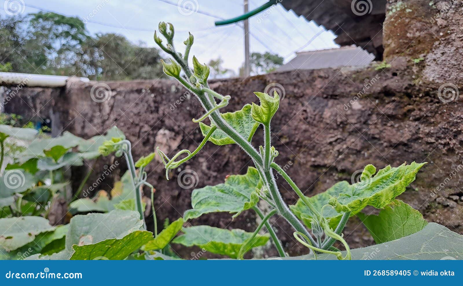 Pumpkin Shoots Vines Up the Fence Stock Image - Image of leaf, green ...