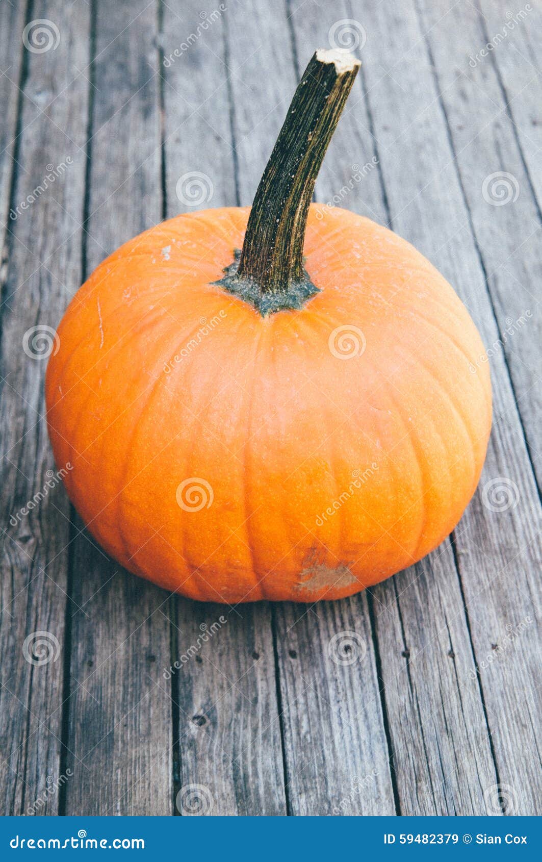 Pumpkin stock image. Image of pumpkin, single, stem, outdoors - 59482379
