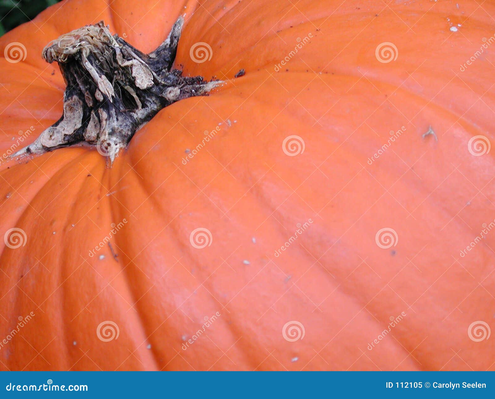 Pumpkin Skin stock image. Image of seasonal, texture, curcurbit - 112105