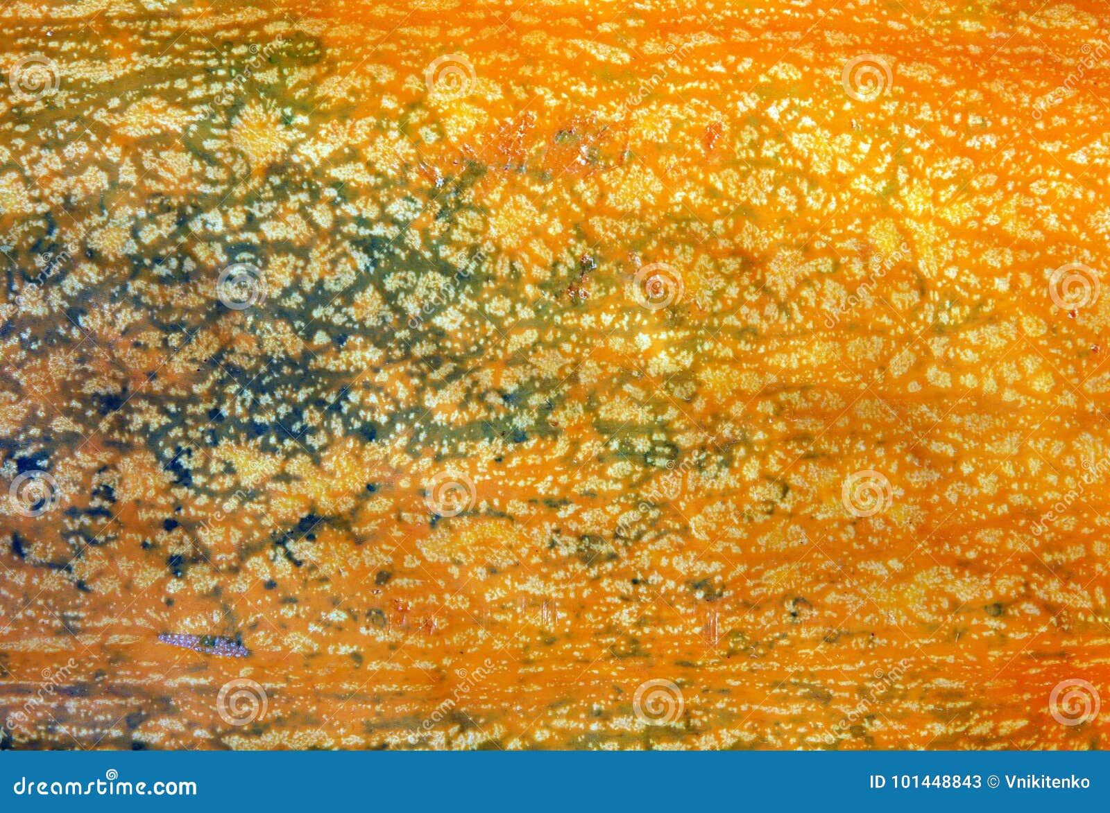 A Pumpkin Skin stock image. Image of texture, skin, autumn - 101448843