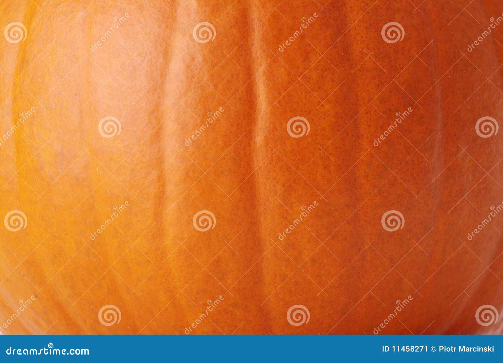 Pumpkin skin texture stock image. Image of harvest, colorful - 11458271