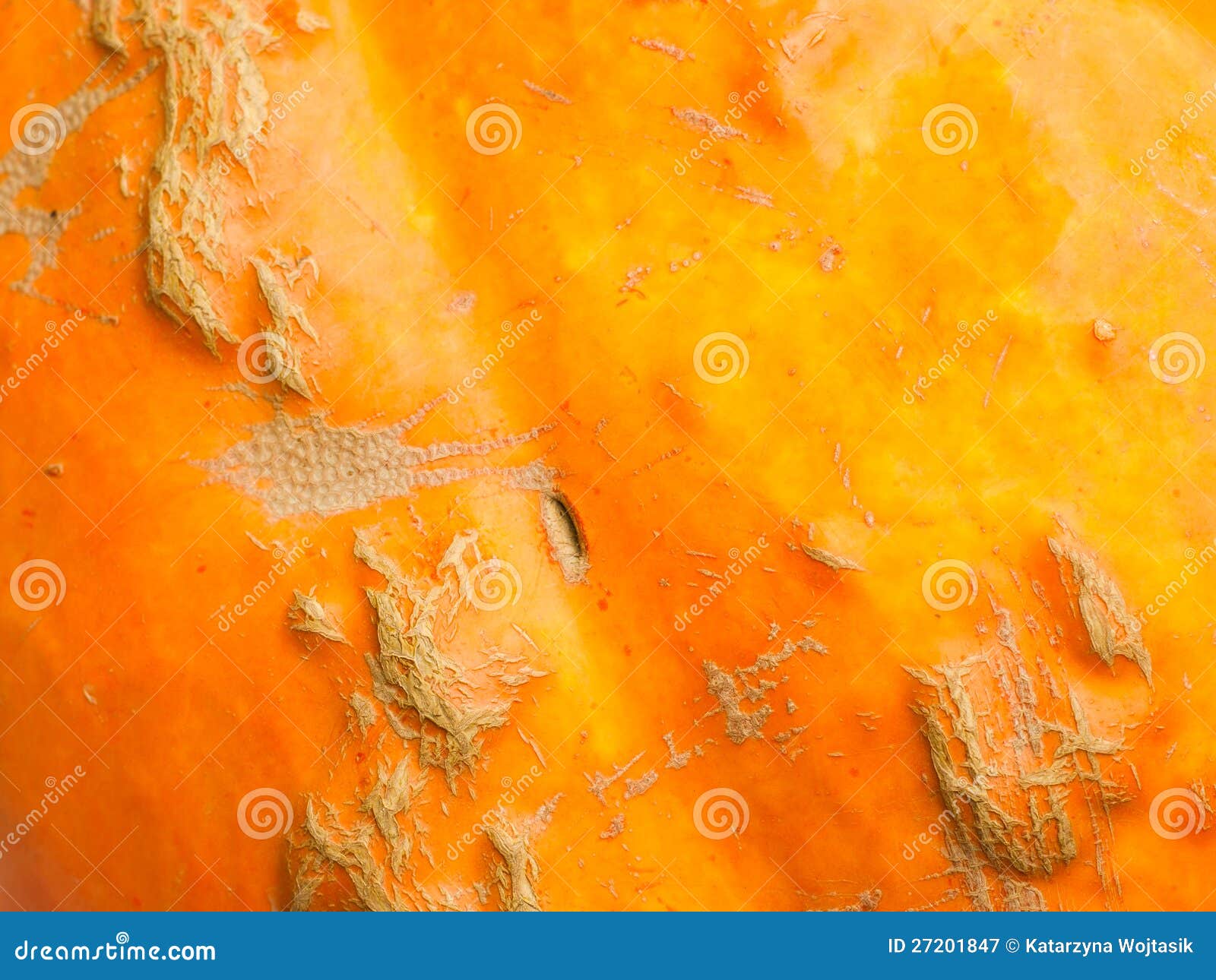 Pumpkin skin texture stock image. Image of autumn, fall - 27201847