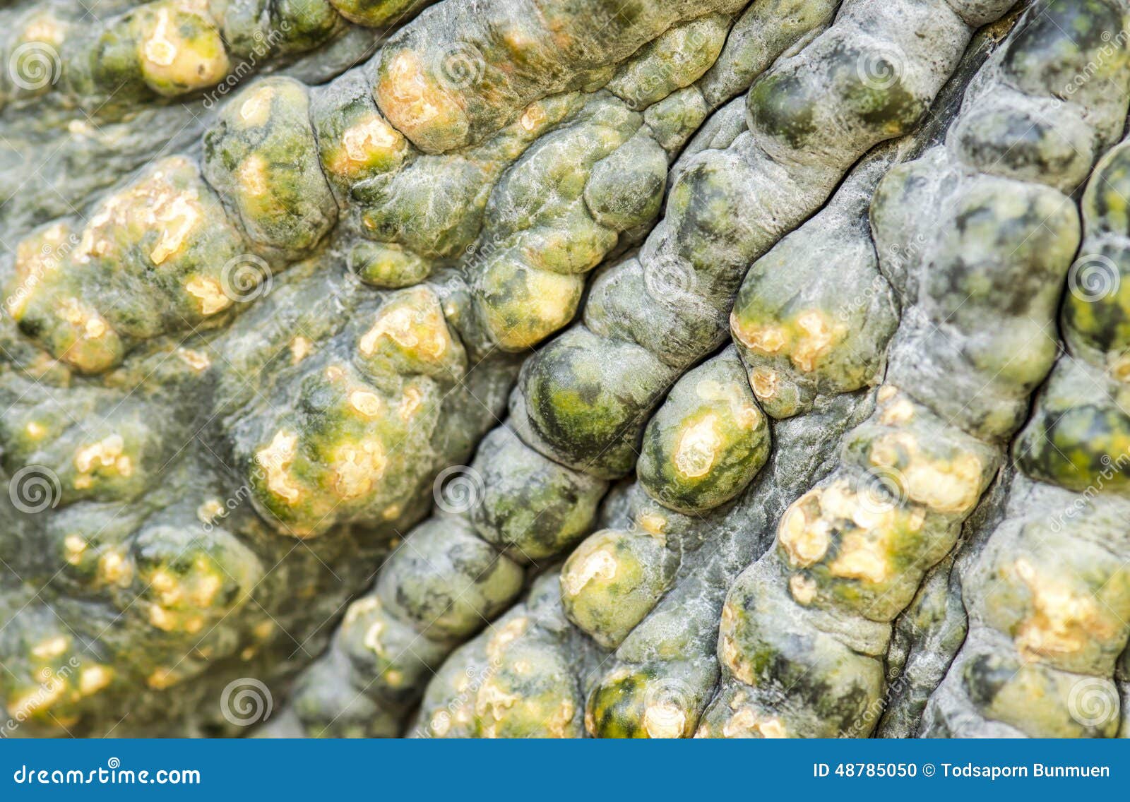 Pumpkin skin texture stock photo. Image of background - 48785050