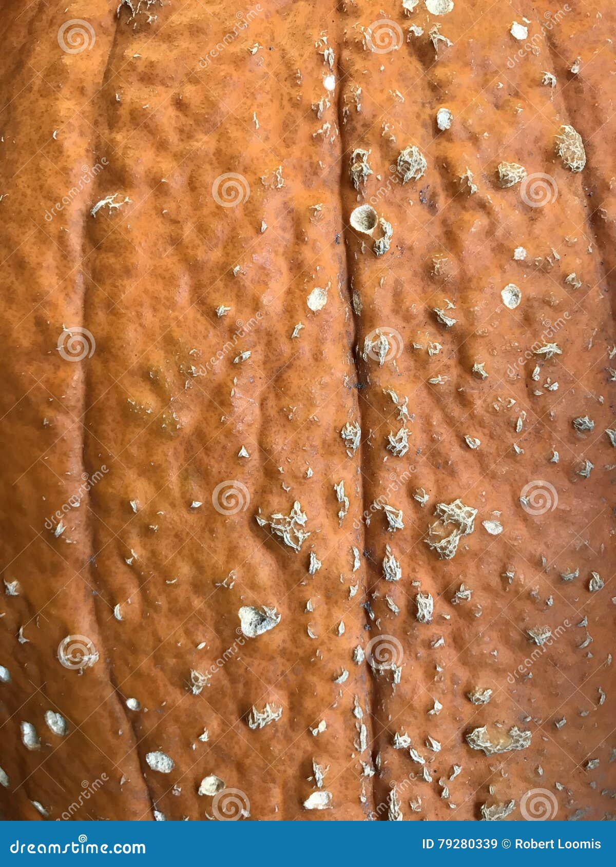 Pumpkin skin stock image. Image of three, chipped, pumpkin - 79280339