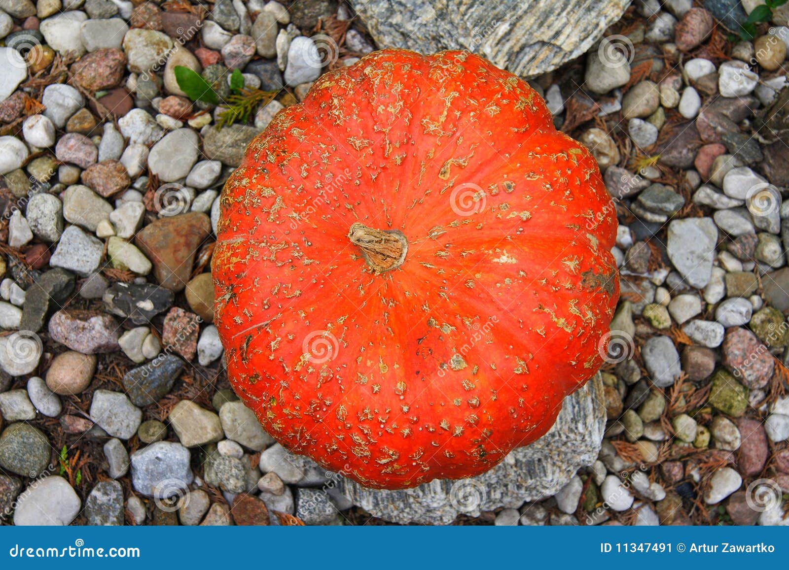 Pumpkin on the Small Stones Stock Image - Image of autumn, background ...