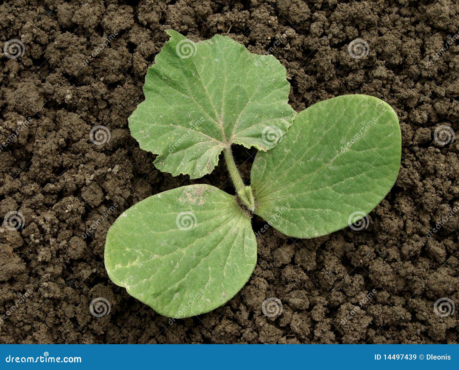 Pumpkin sprout stock image. Image of dirt, land, countryside - 14497439