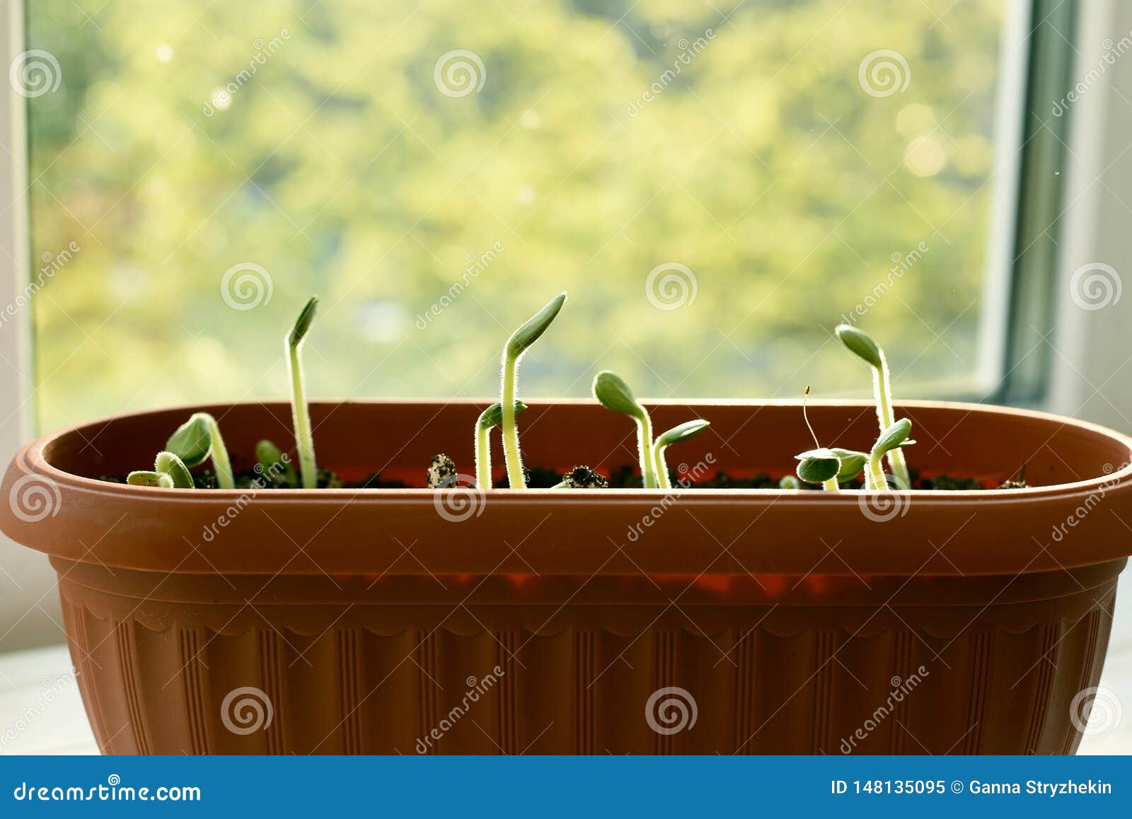 Pumpkin Sprouts in a Flowerpot on the Window. Stock Image - Image of ...